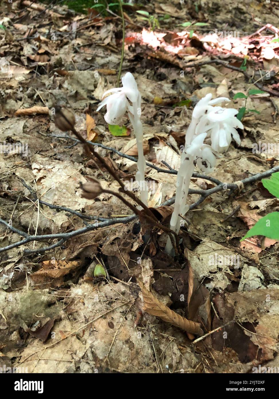 Ghost Pipe (Monotropa uniflora Stock Photo - Alamy