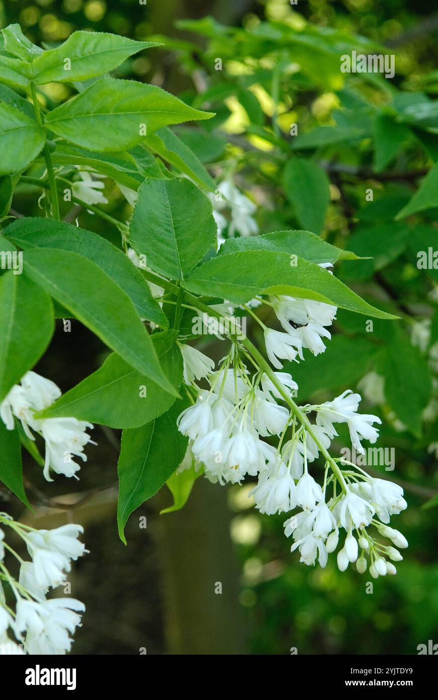Kolchische Pimpernus, Staphylea colchica, Colchian Pimpernus, Staphylea ...