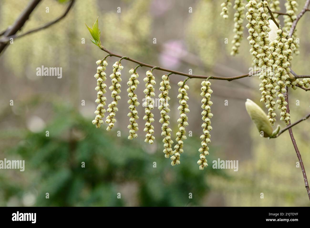 Perlschweif, Stachyurus praecox, Stachyurus, Stachyurus praecox Stock ...