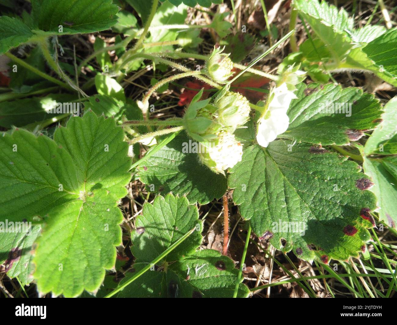 garden strawberry (Fragaria × ananassa Stock Photo - Alamy