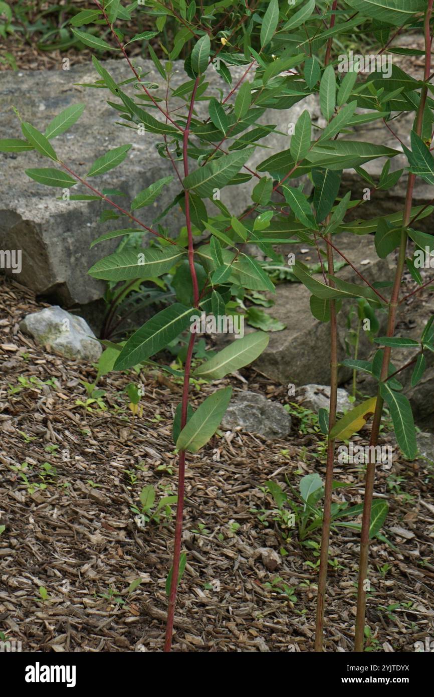 hemp dogbane (Apocynum cannabinum Stock Photo - Alamy