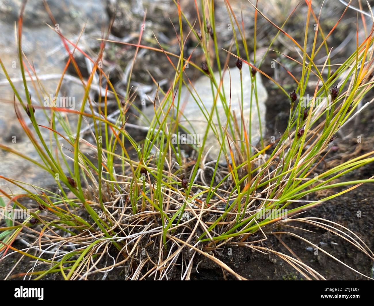 highland rush (Oreojuncus trifidus Stock Photo - Alamy