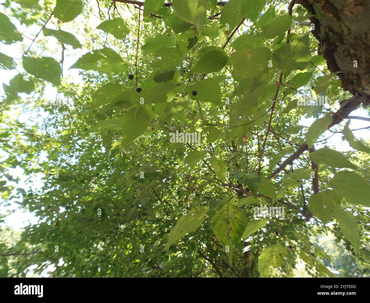 common hackberry (Celtis occidentalis Stock Photo - Alamy