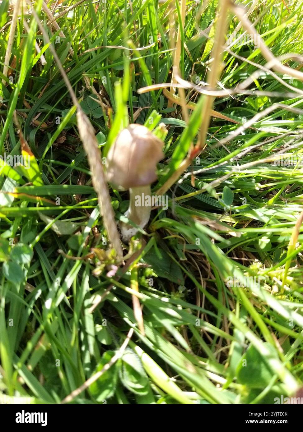 Mower's Mushroom (Panaeolus foenisecii Stock Photo - Alamy