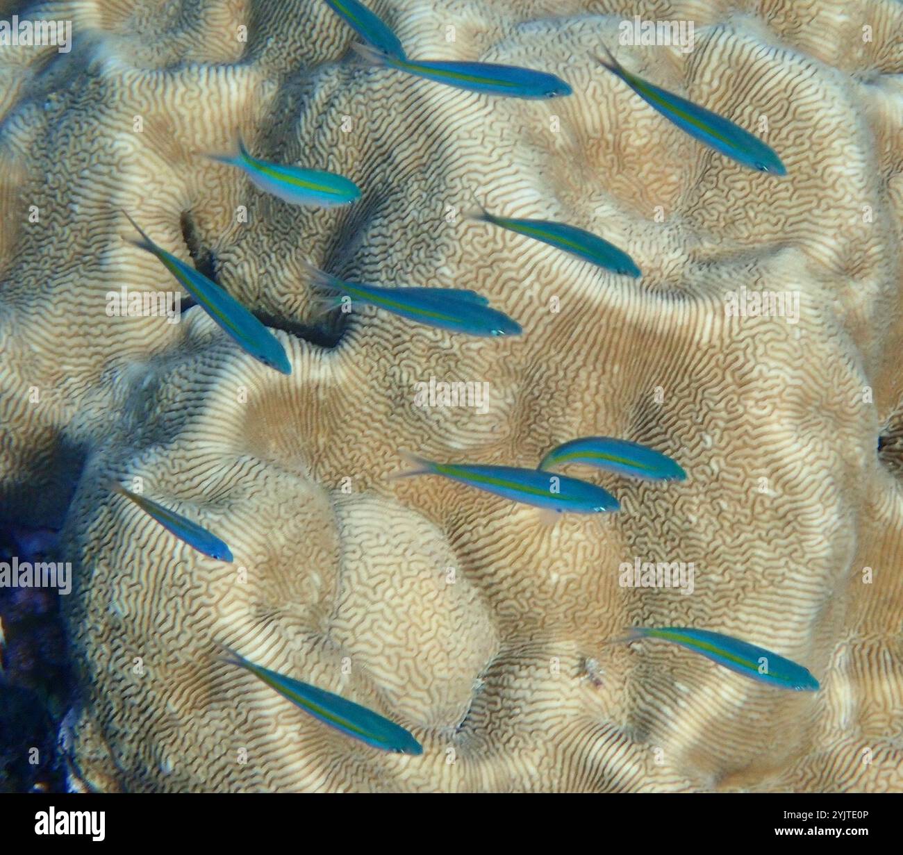 Scissor-tailed Fusilier (Caesio caerulaurea Stock Photo - Alamy