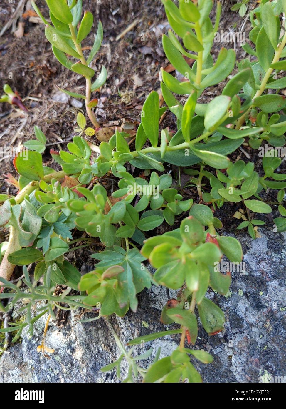 western roseroot (Rhodiola integrifolia Stock Photo - Alamy