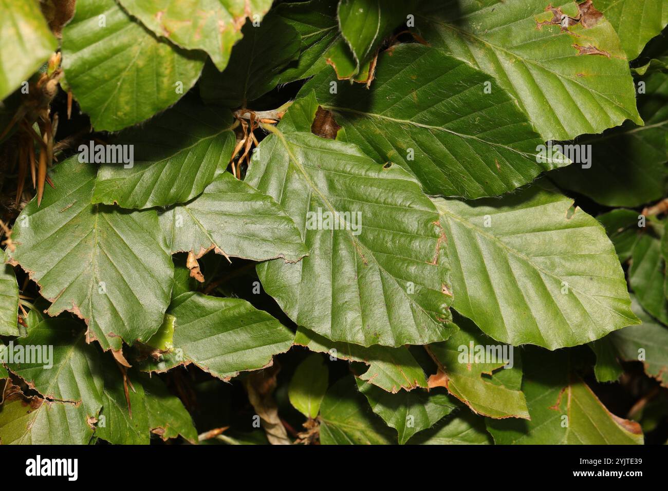 European beech (Fagus sylvatica Stock Photo - Alamy