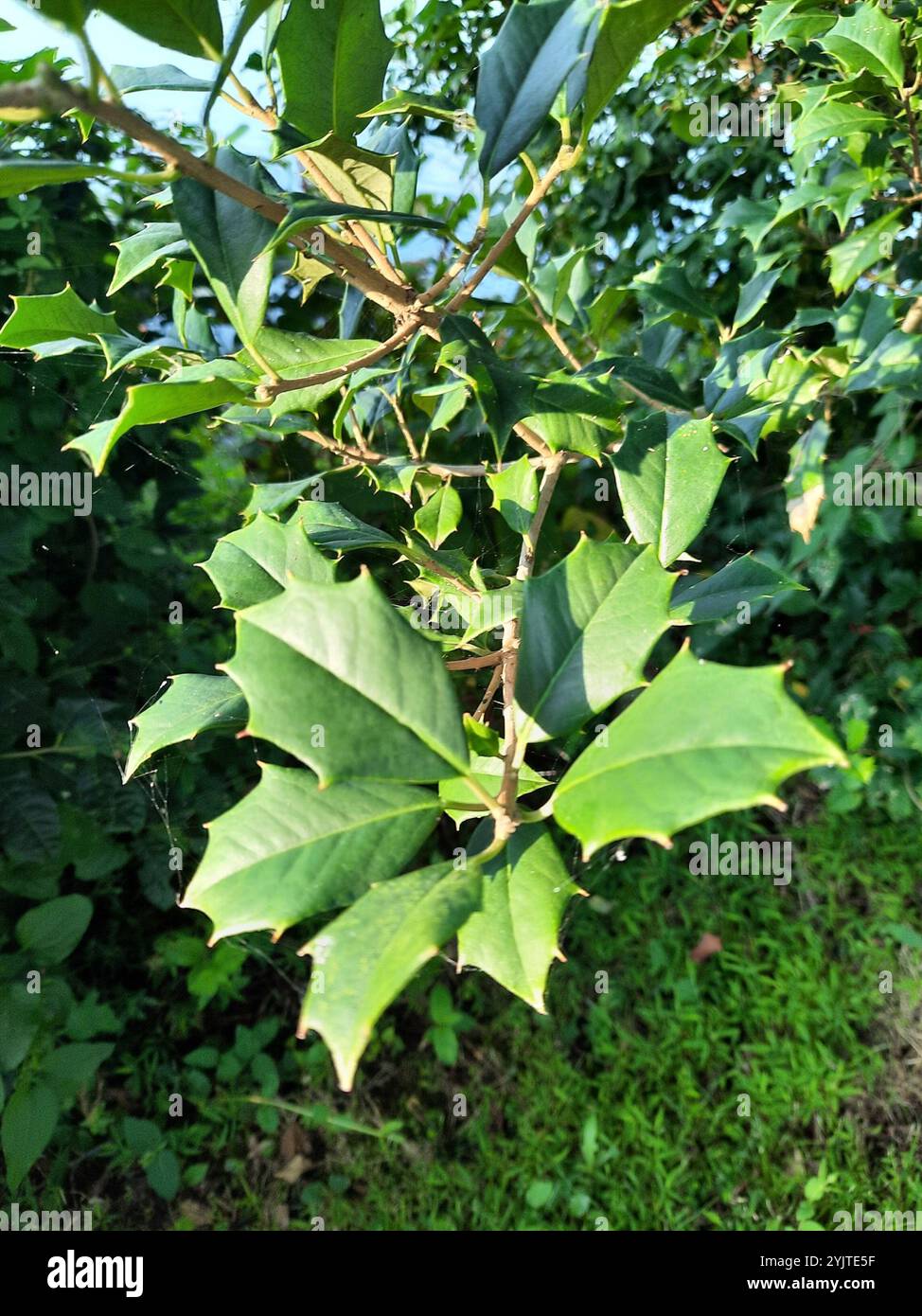 American holly (Ilex opaca Stock Photo - Alamy