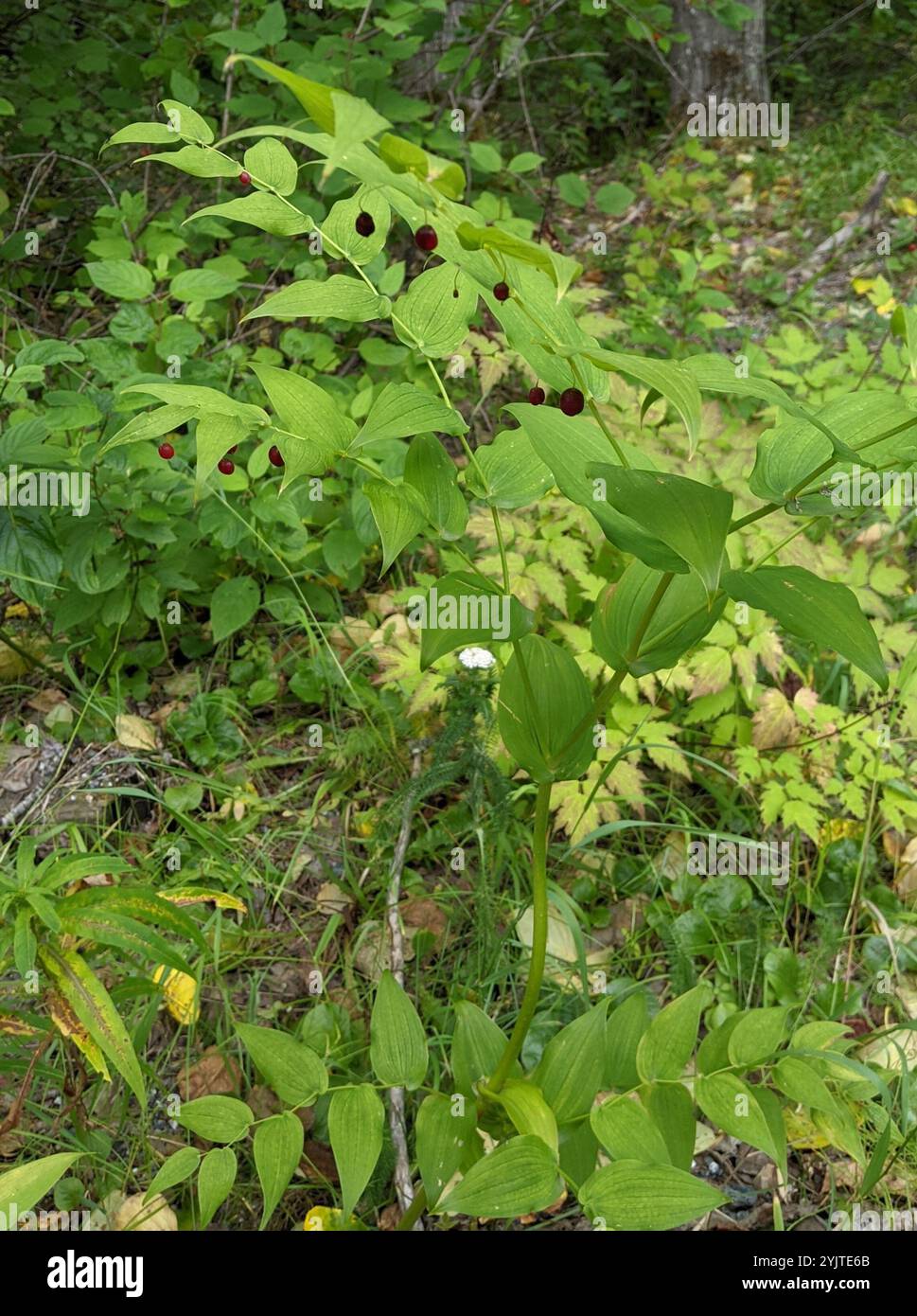 white twisted-stalk (Streptopus amplexifolius Stock Photo - Alamy
