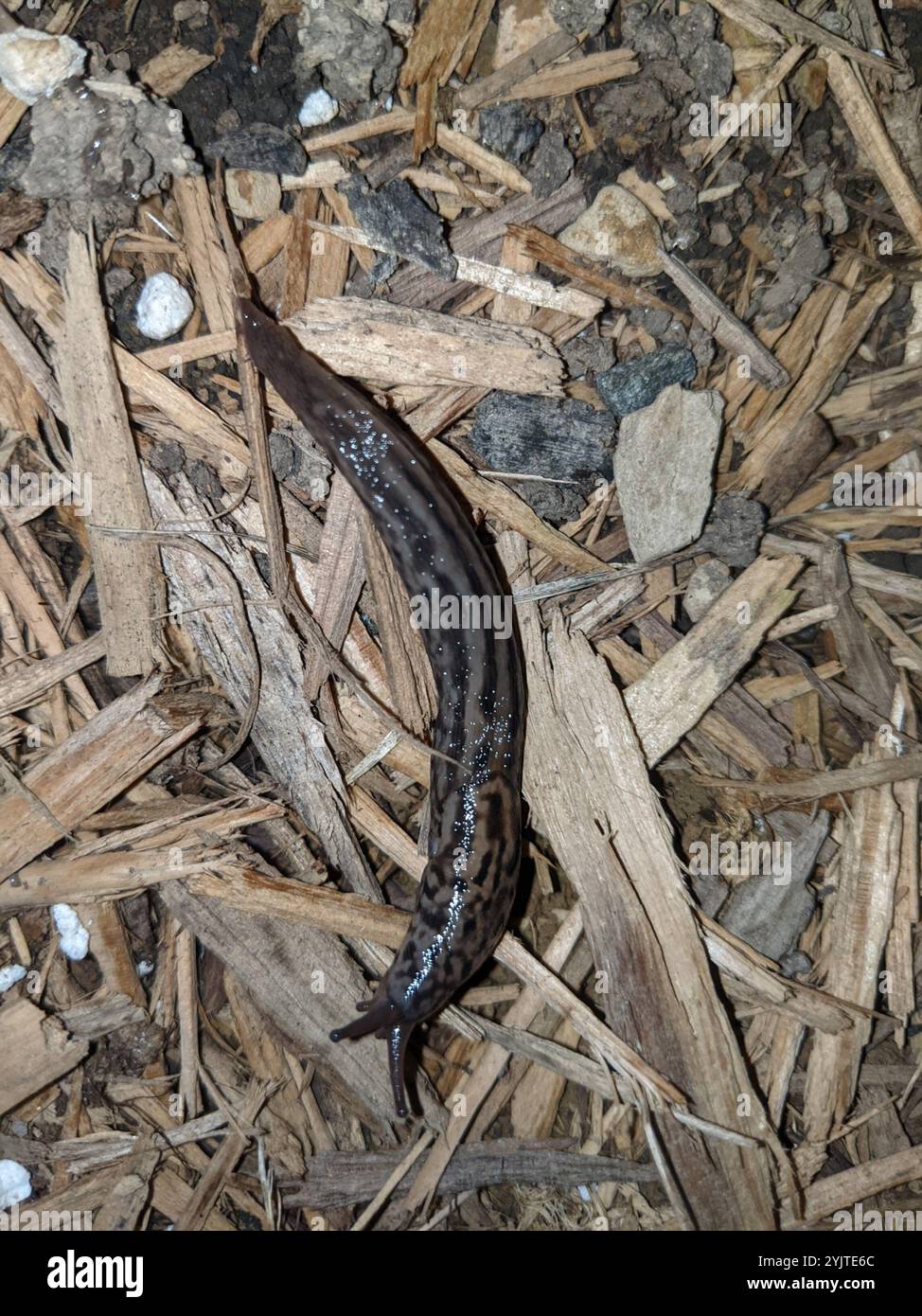 Leopard Slug (Limax maximus Stock Photo - Alamy