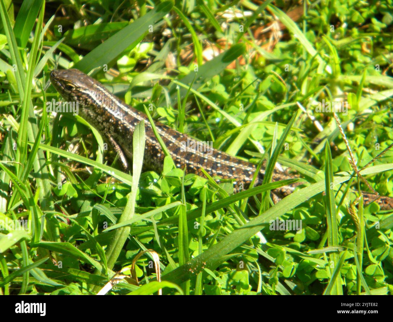 Cape Skink (Trachylepis capensis Stock Photo - Alamy