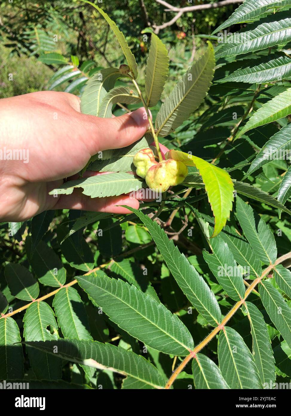 Sumac Gall Aphid (Melaphis rhois Stock Photo - Alamy