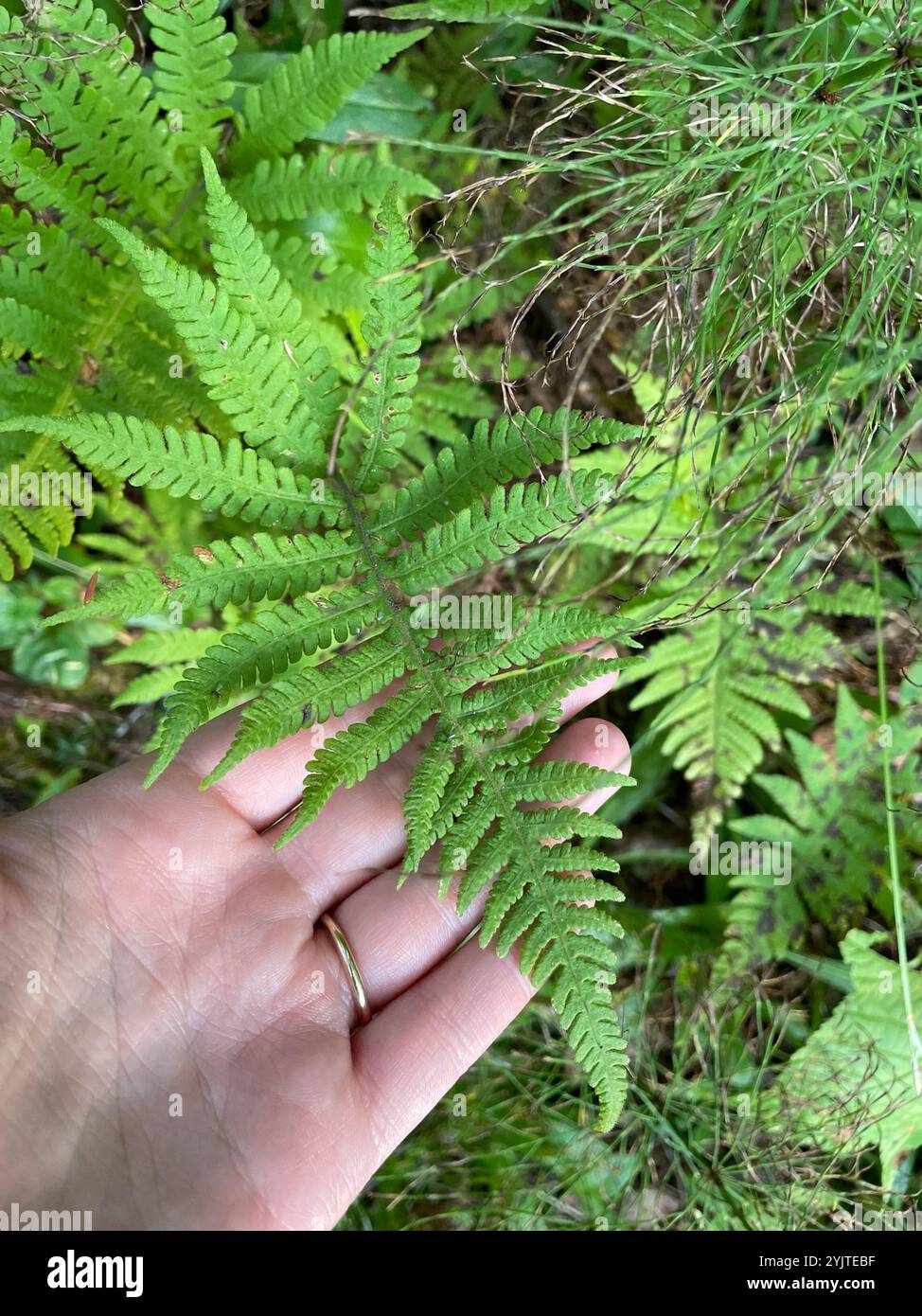 long beech fern (Phegopteris connectilis Stock Photo - Alamy