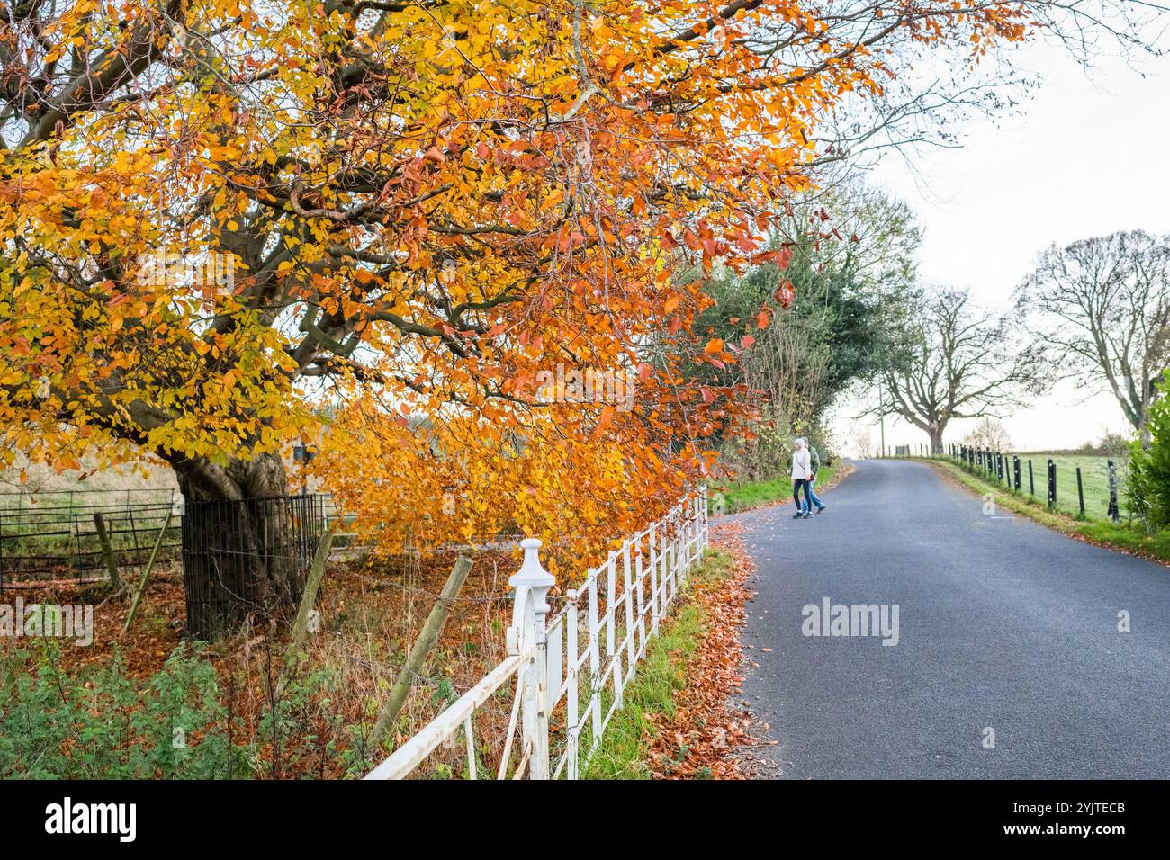 Copper Beech tree, fagus sylvatica, in its autumn colour at the side of ...