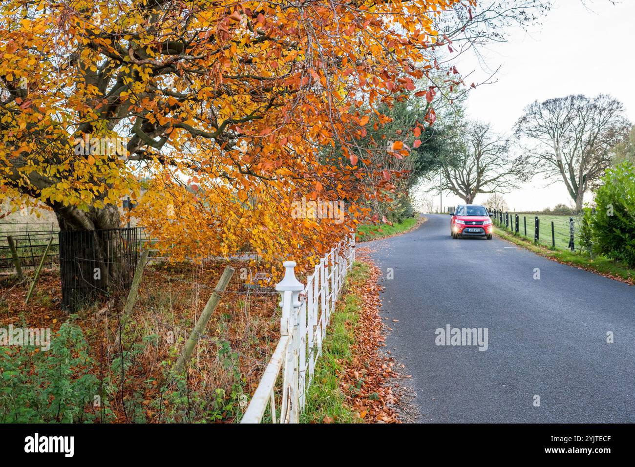Copper Beech tree, fagus sylvatica, in its autumn colour at the side of ...
