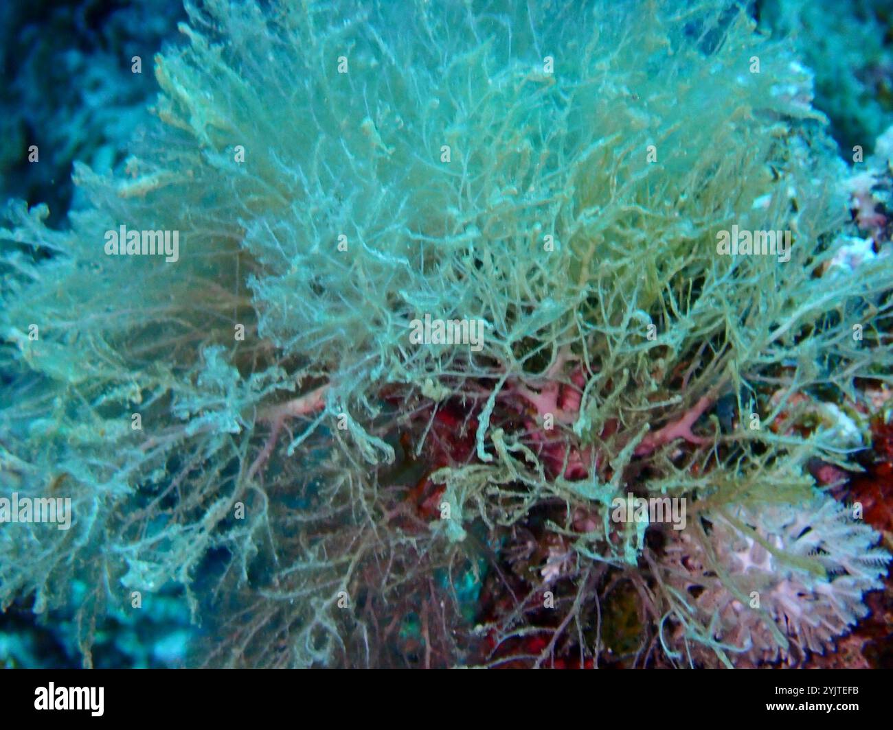green algae (Chlorophyta Stock Photo - Alamy