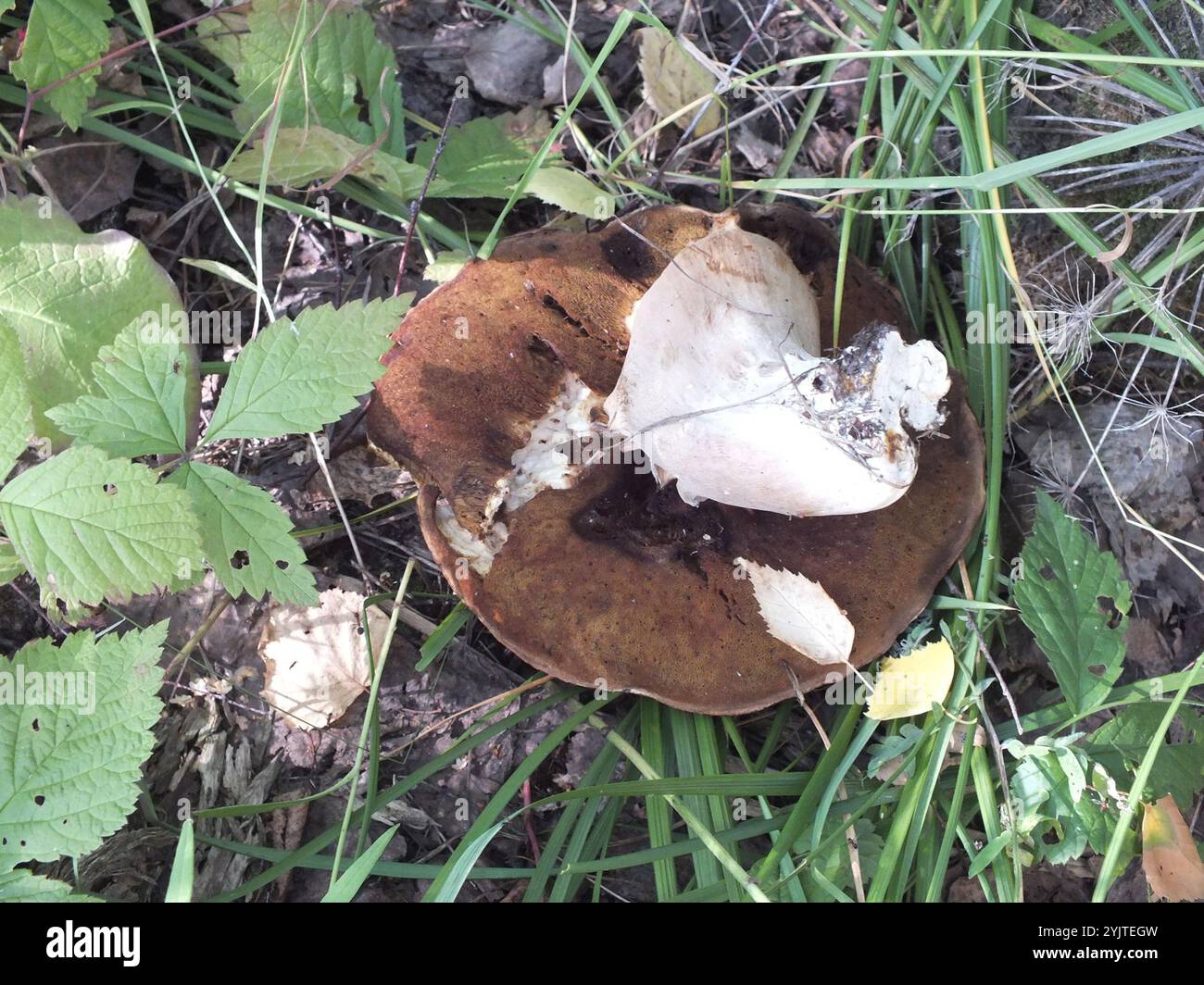 Summer Bolete (Boletus reticulatus Stock Photo - Alamy