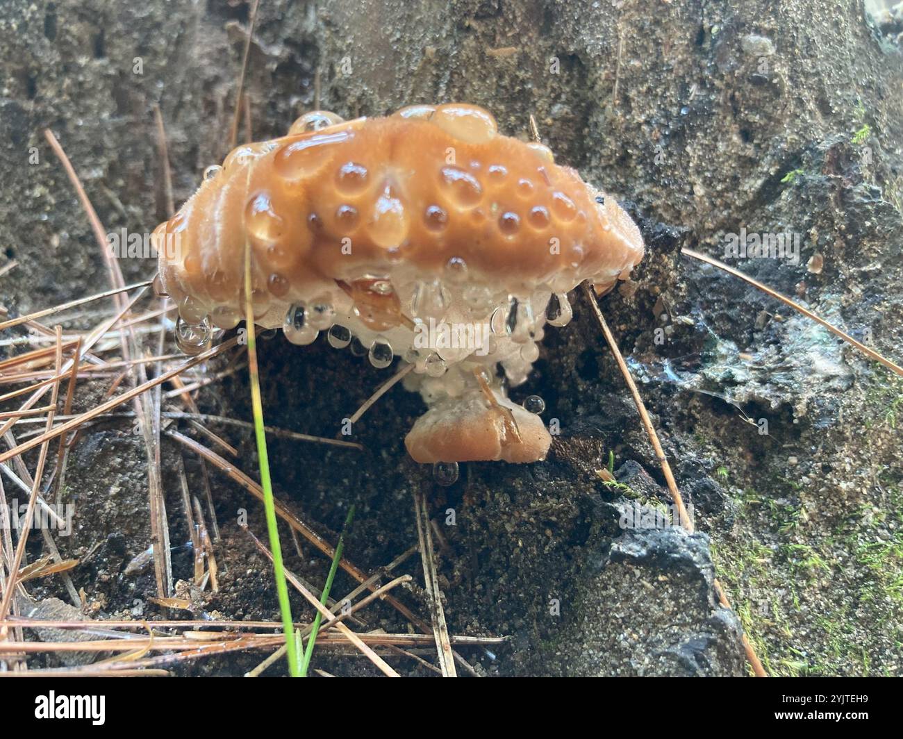 green cheese polypore (Fomitopsis spraguei Stock Photo - Alamy
