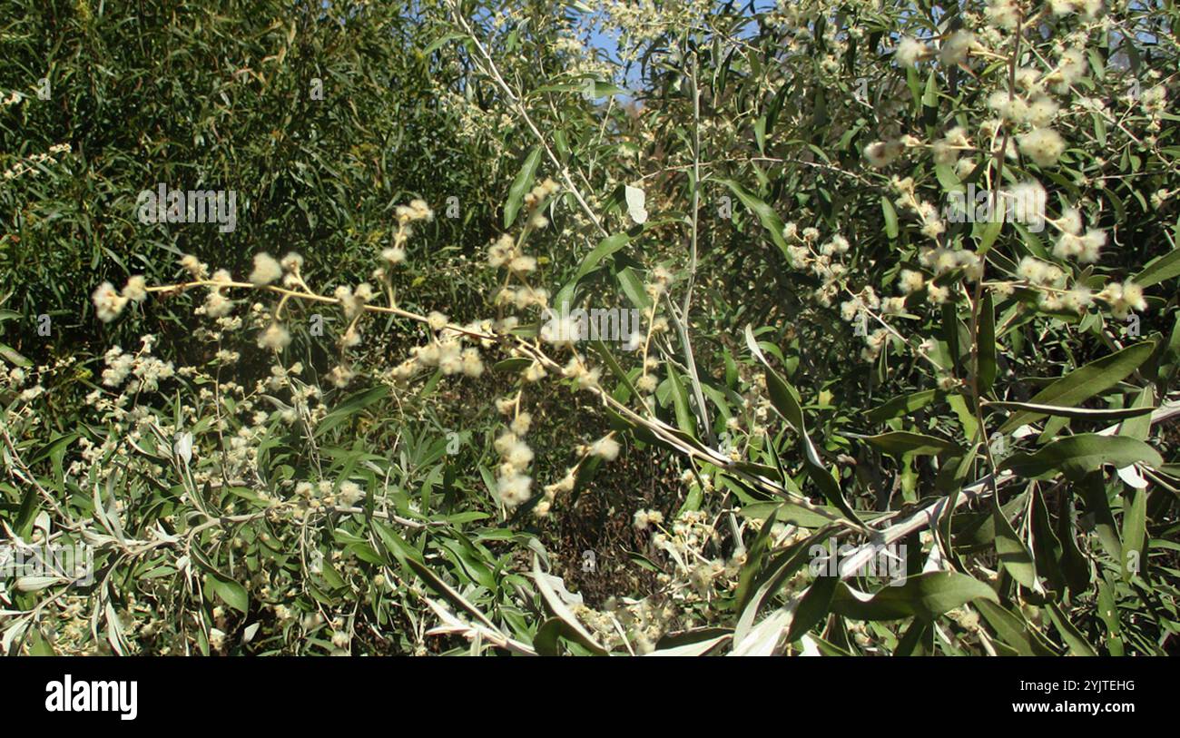 Wild Camphorbush (Tarchonanthus camphoratus Stock Photo - Alamy