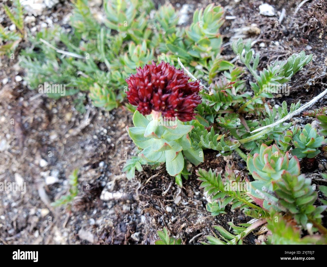 western roseroot (Rhodiola integrifolia Stock Photo - Alamy