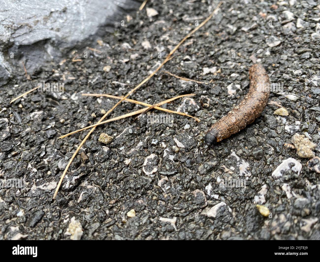 Shark Moth (Cucullia umbratica Stock Photo - Alamy