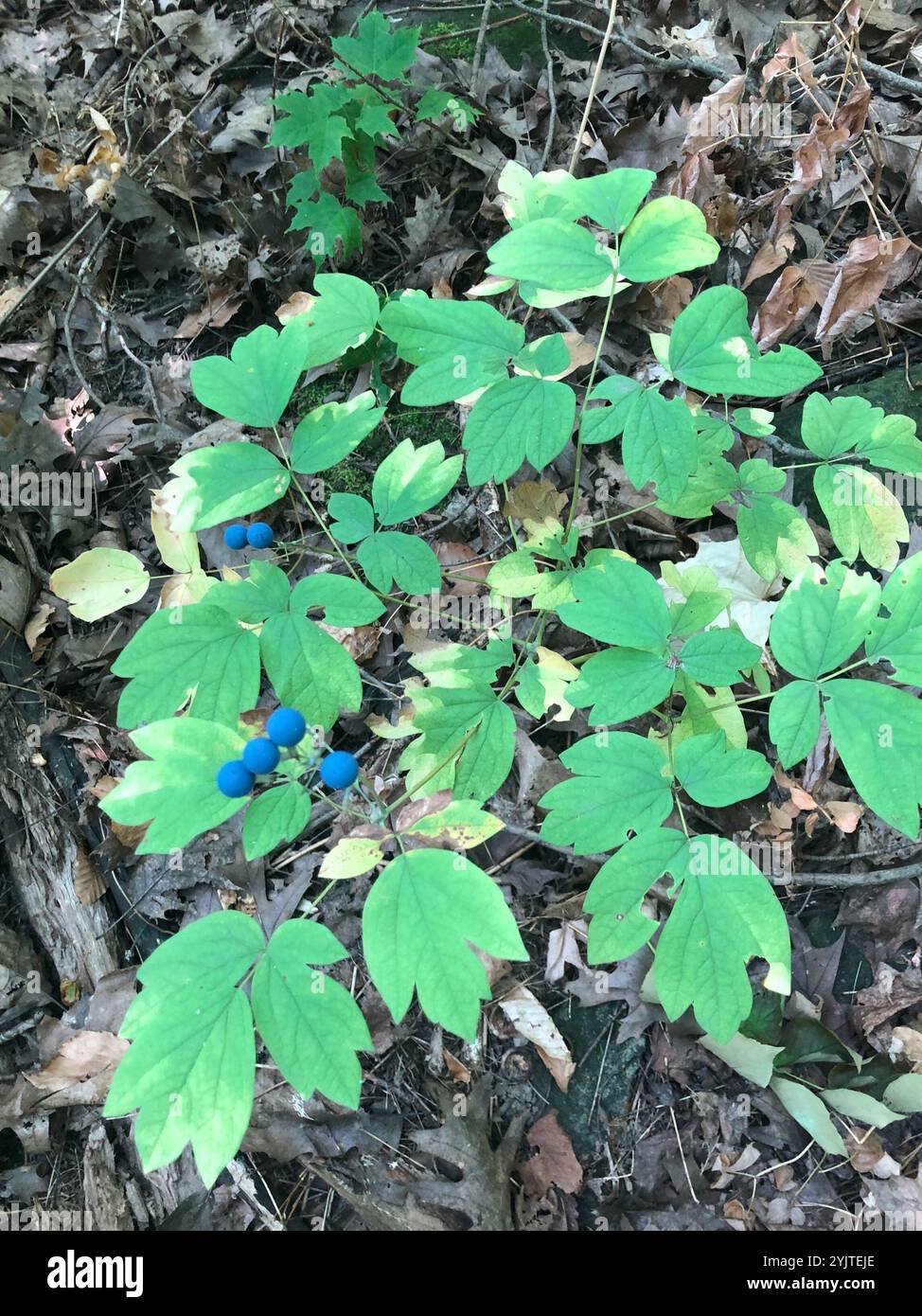blue cohoshes (Caulophyllum Stock Photo - Alamy