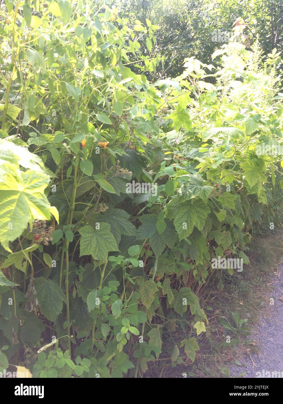 common jewelweed (Impatiens capensis Stock Photo - Alamy