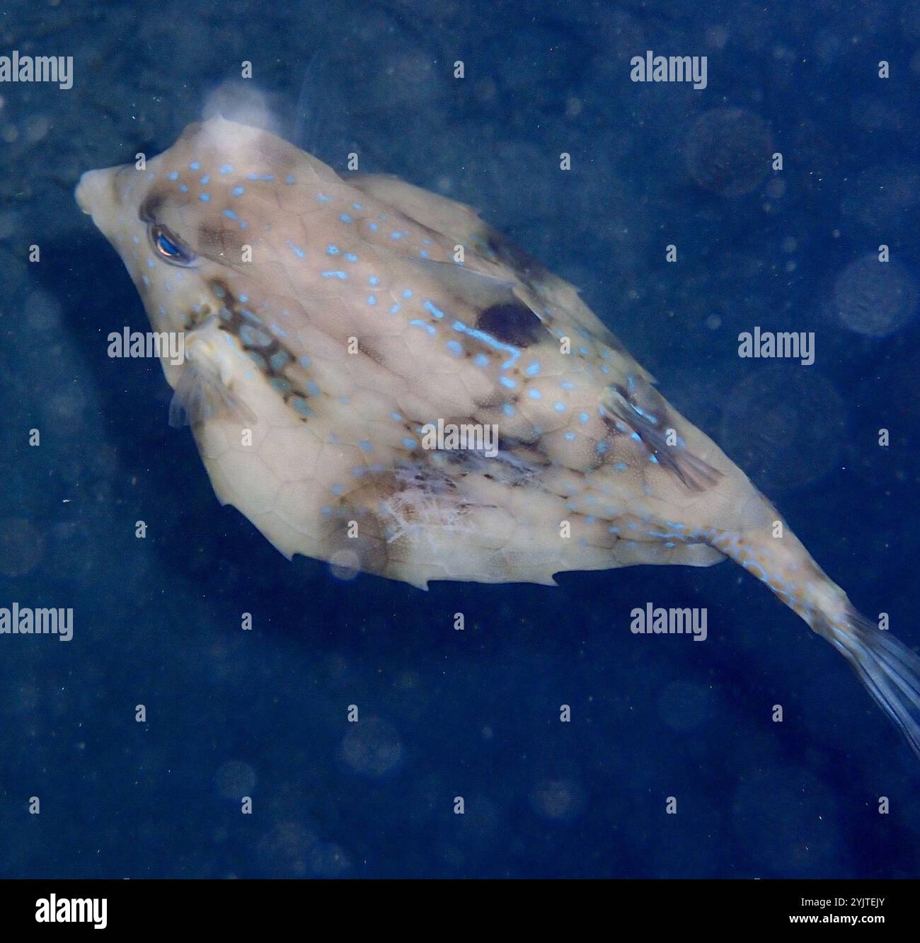Humpback Turretfish (Tetrosomus gibbosus Stock Photo - Alamy