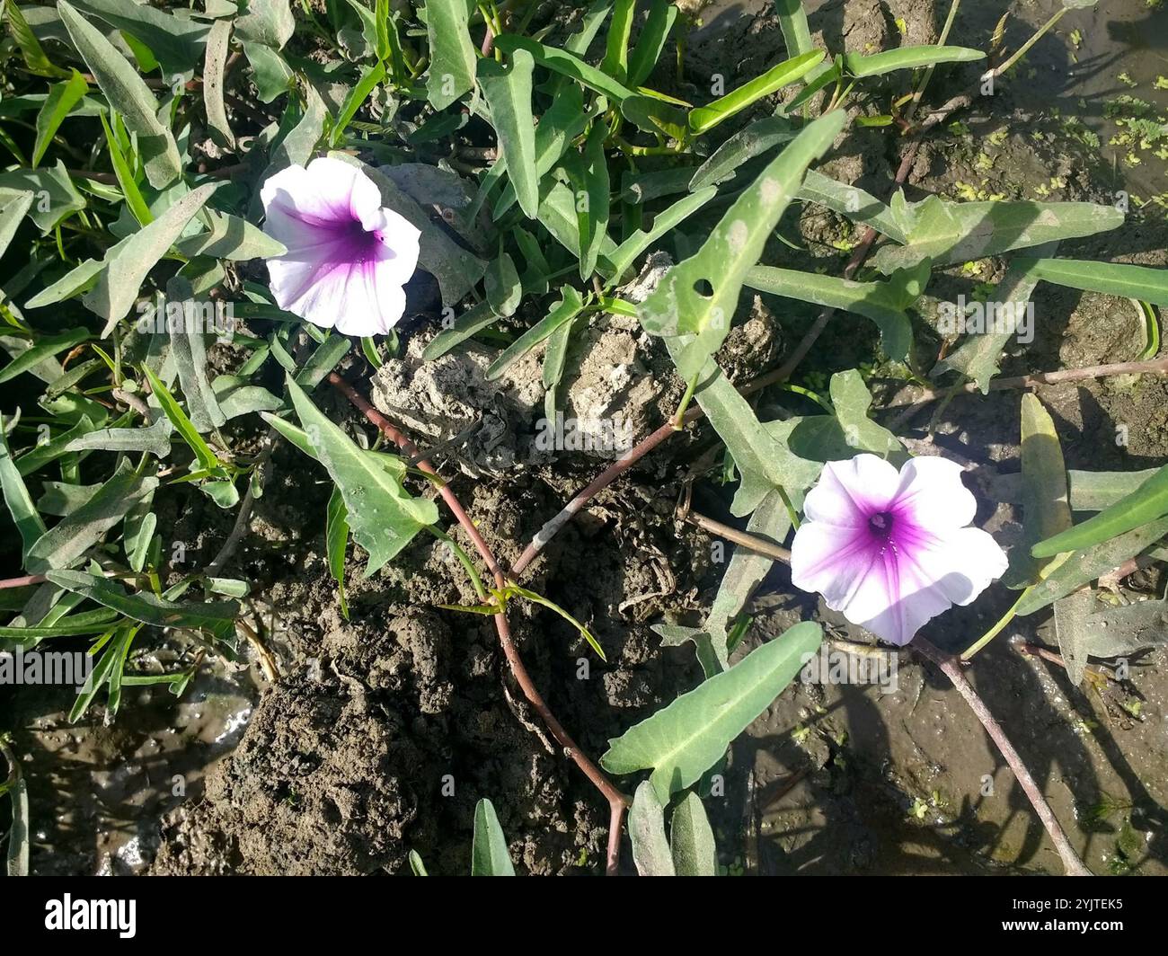 Water Morning Glory (Ipomoea aquatica Stock Photo - Alamy