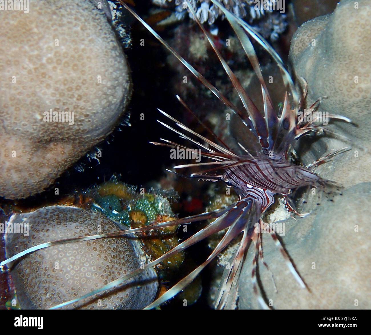 Indian Lionfish (Pterois miles Stock Photo - Alamy