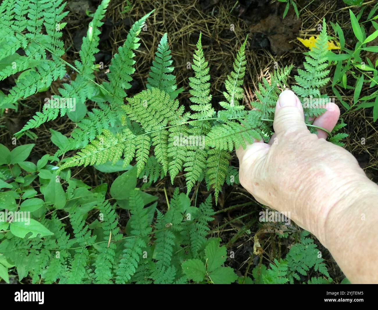 intermediate wood fern (Dryopteris intermedia Stock Photo - Alamy