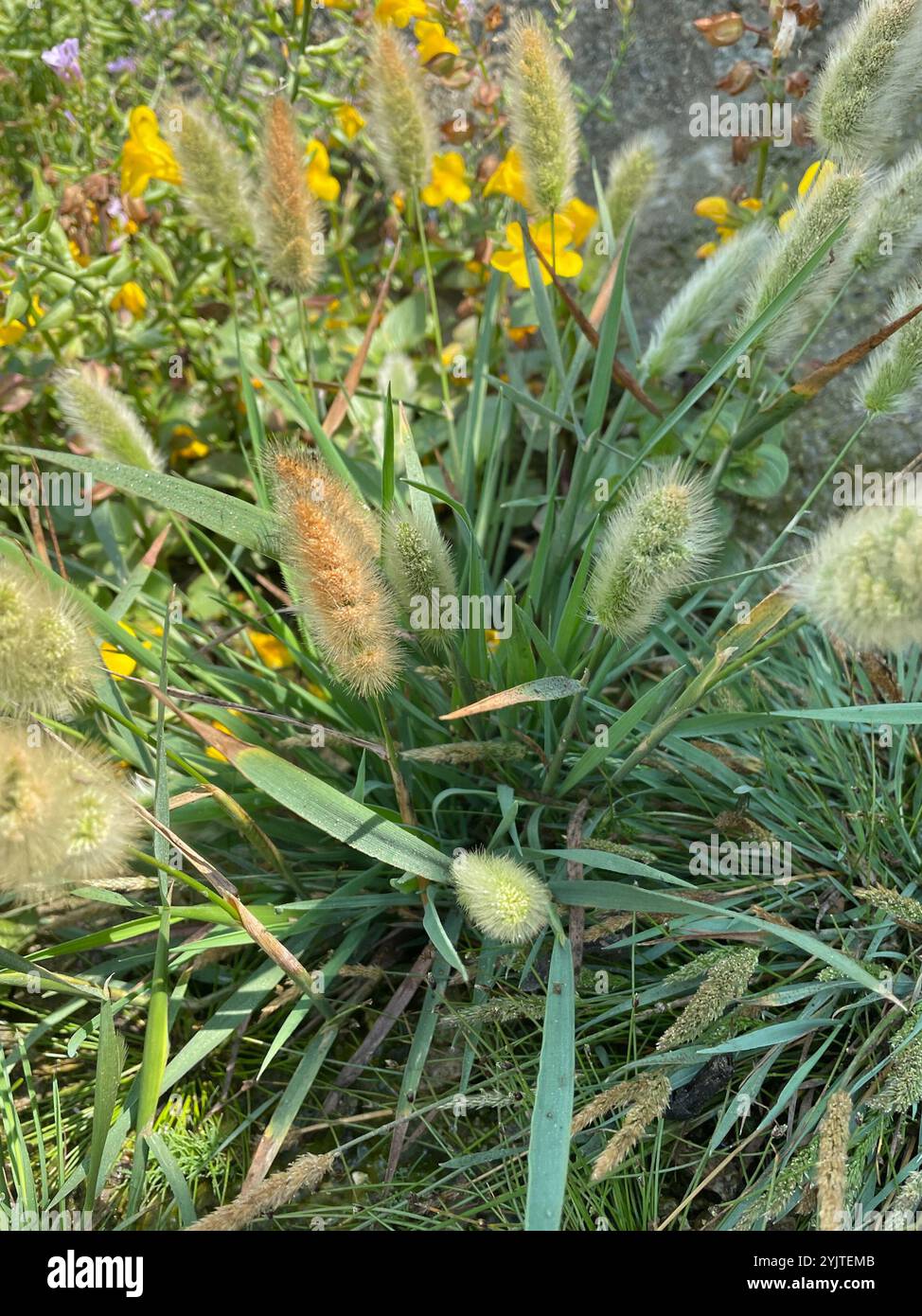 Polypogon monspeliensis hi-res stock photography and images - Alamy