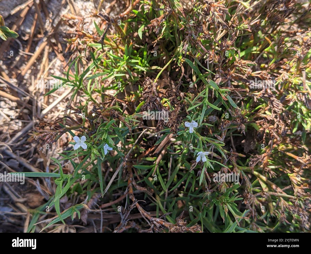 Rust Weed (Polypremum procumbens Stock Photo - Alamy