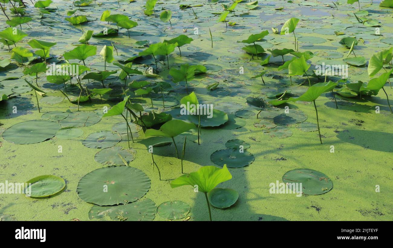 American lotus (Nelumbo lutea Stock Photo - Alamy