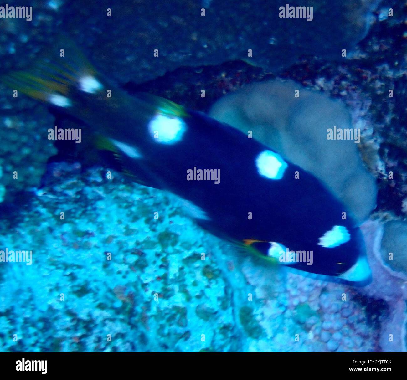 Bodianus axillaris hi-res stock photography and images - Alamy