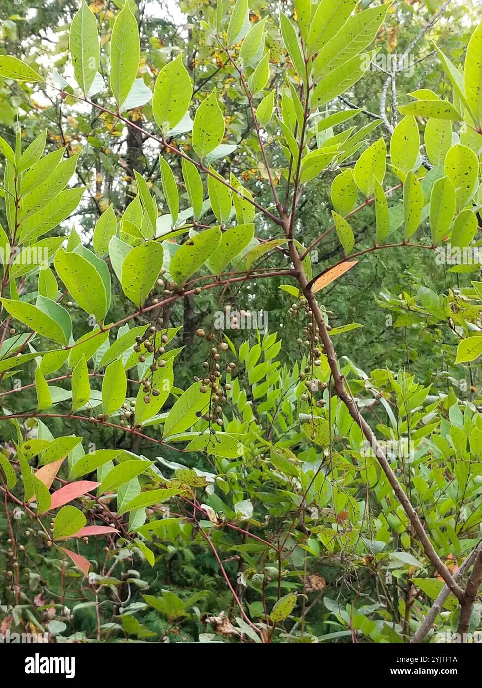 poison sumac (Toxicodendron vernix Stock Photo - Alamy