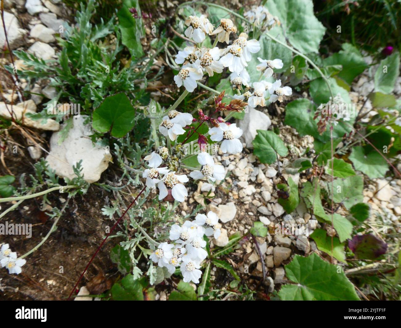 Clavennae hi-res stock photography and images - Alamy