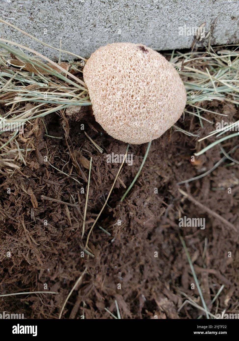 Purple-spored Puffball (Calvatia cyathiformis Stock Photo - Alamy