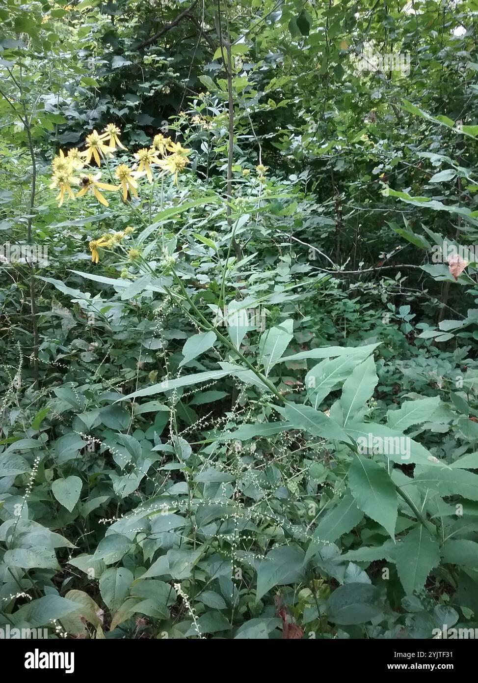 Wingstem (Verbesina alternifolia Stock Photo - Alamy