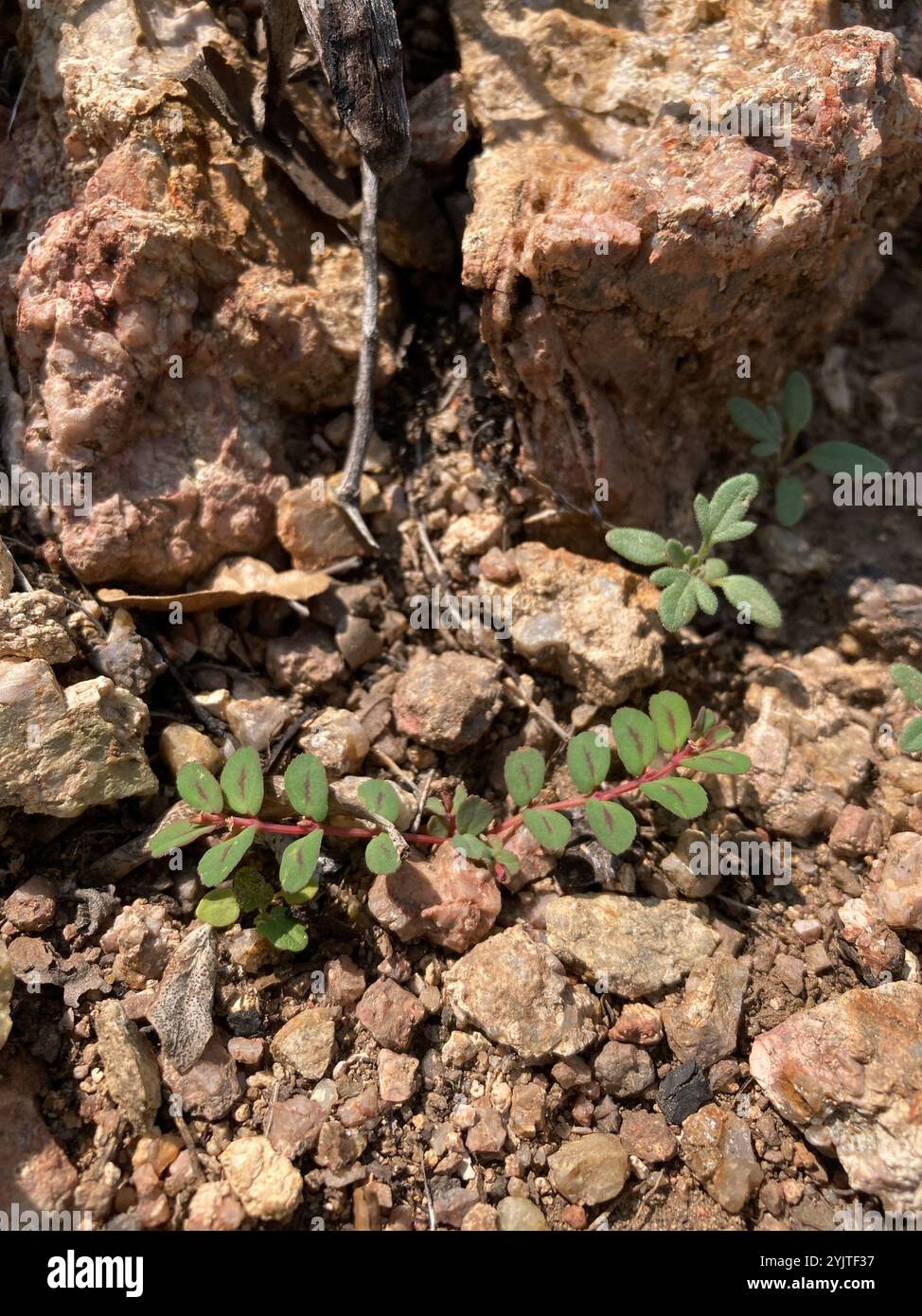 Serpillifolia hi-res stock photography and images - Alamy