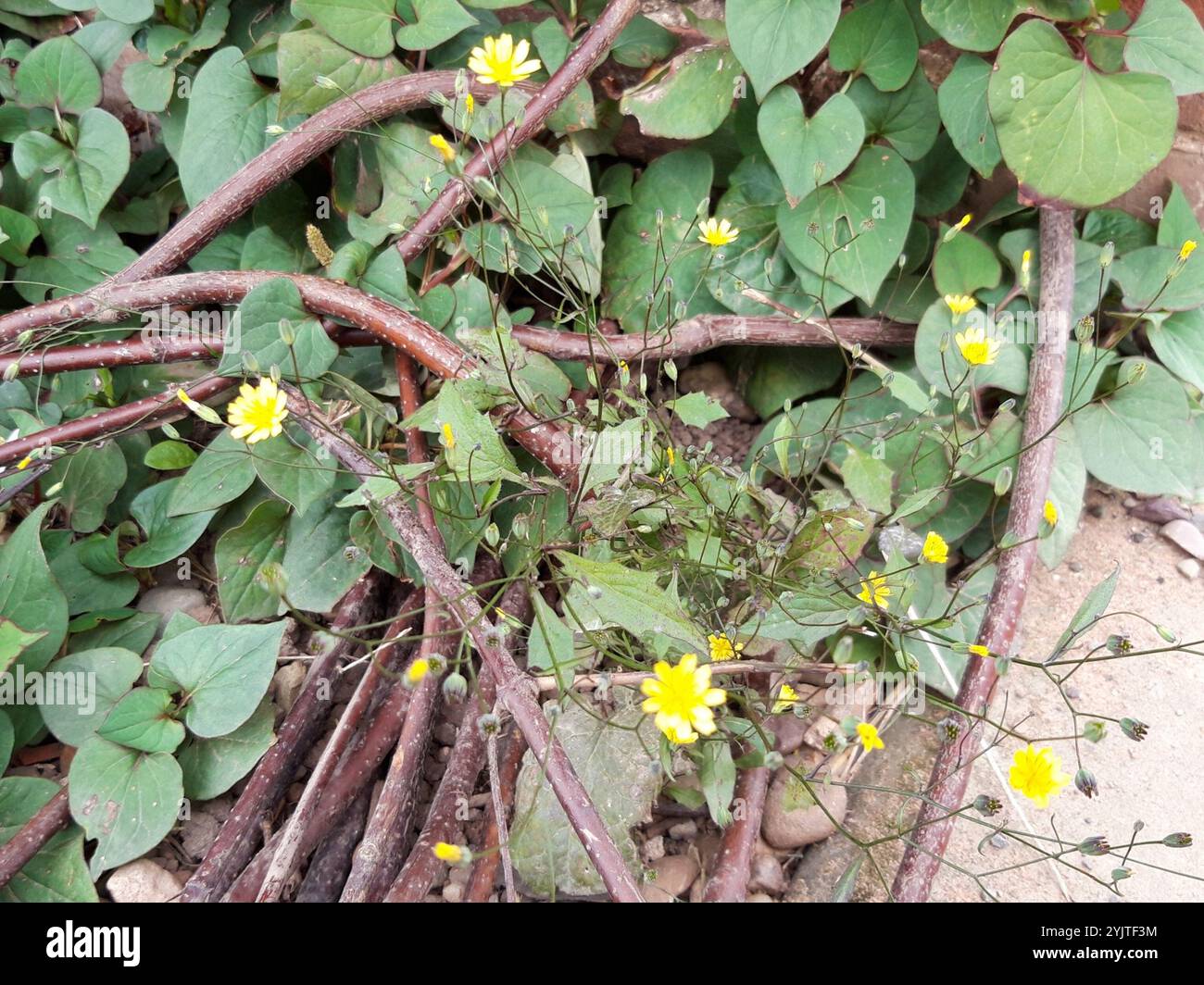 nipplewort (Lapsana communis Stock Photo - Alamy