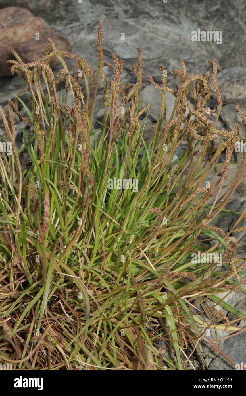 Sea Plantain (Plantago maritima Stock Photo - Alamy