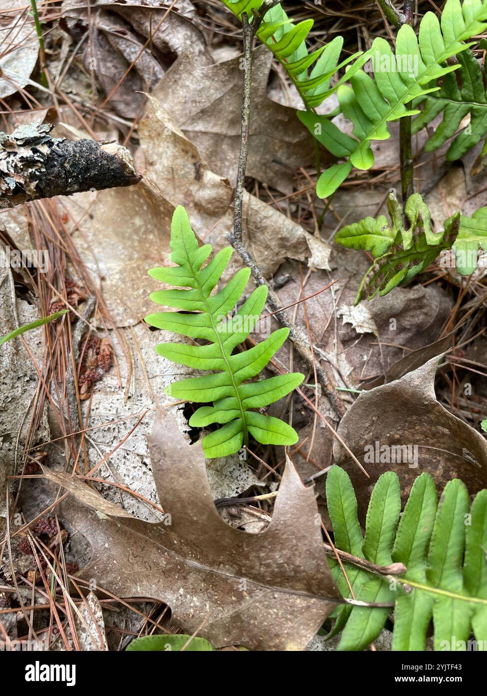 rock polypody (Polypodium virginianum Stock Photo - Alamy