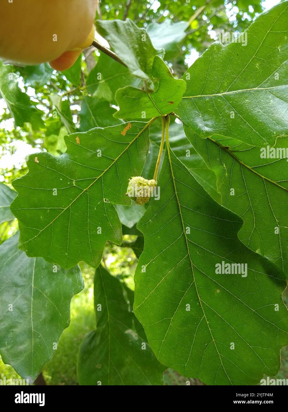 swamp white oak (Quercus bicolor Stock Photo - Alamy