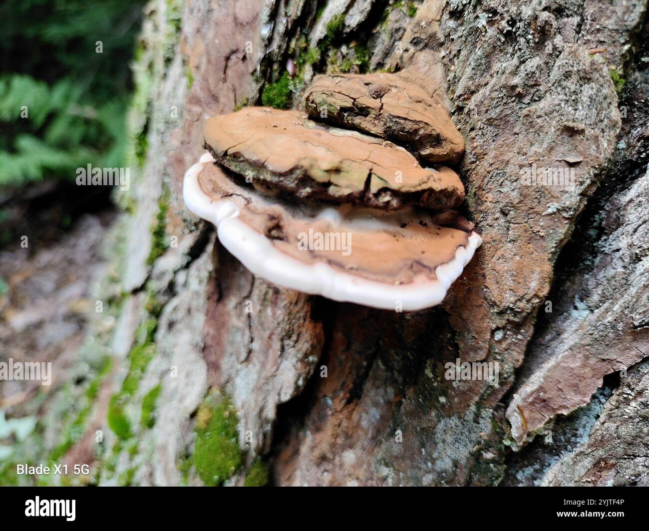 artist's bracket (Ganoderma applanatum Stock Photo - Alamy