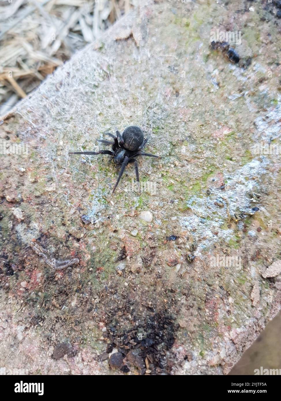 Black House Spider (Badumna insignis Stock Photo - Alamy