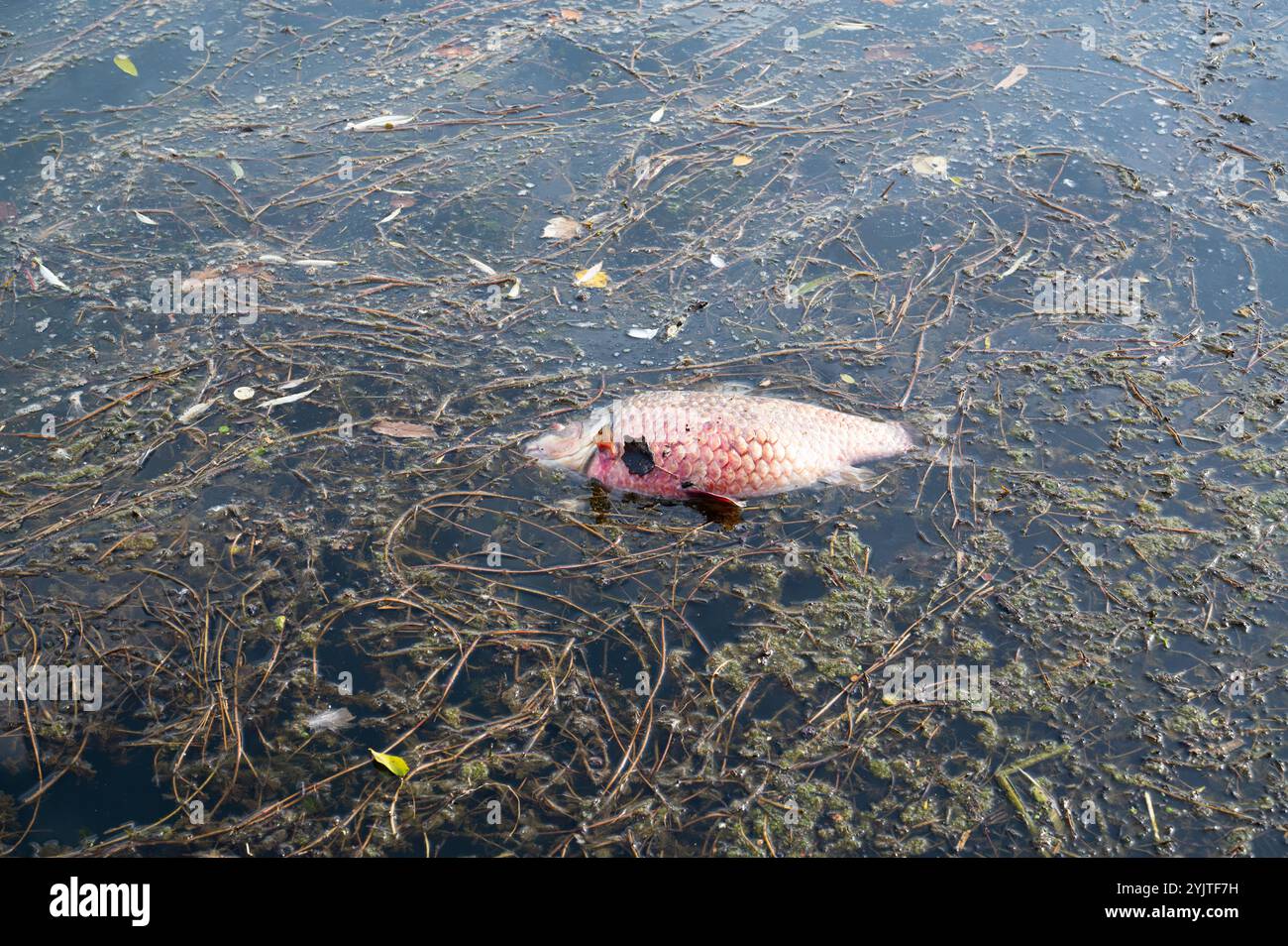 Dead fish on the water surface of a pond, environment disaster, damage ...