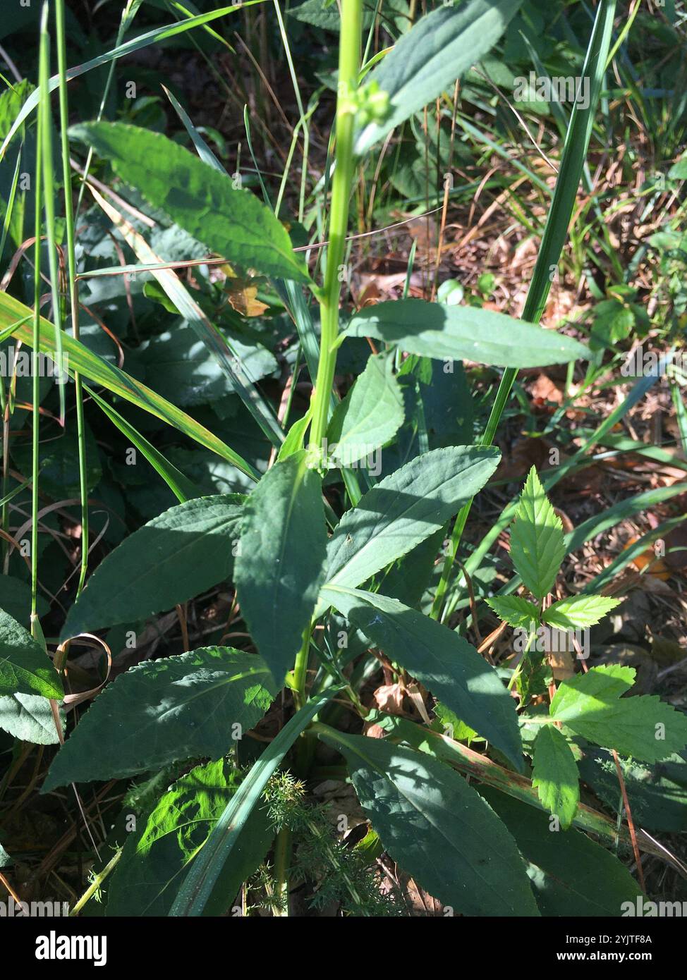 southern rough-leaved goldenrod (Solidago patula strictula Stock Photo ...