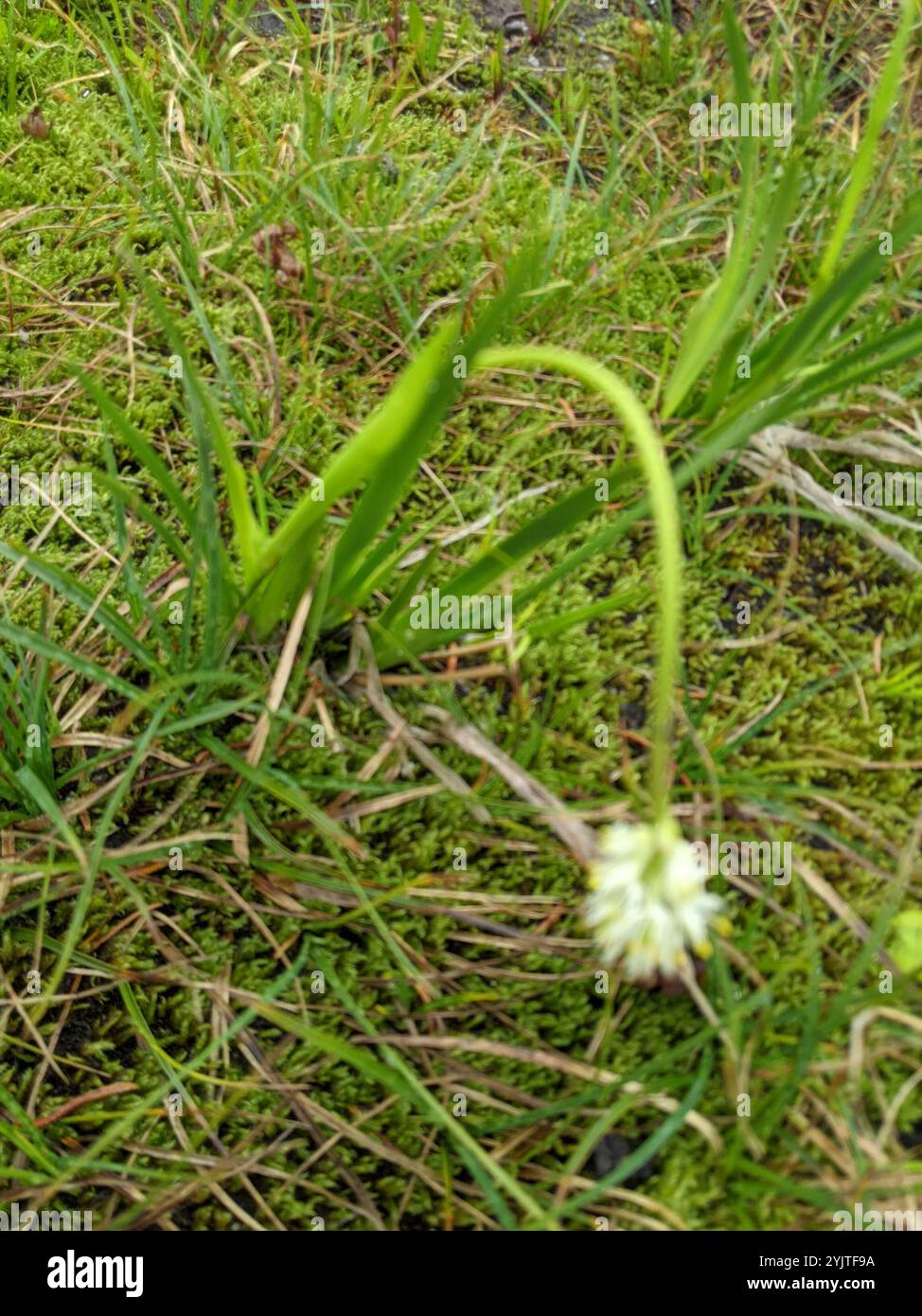 western false asphodel (Triantha occidentalis Stock Photo - Alamy