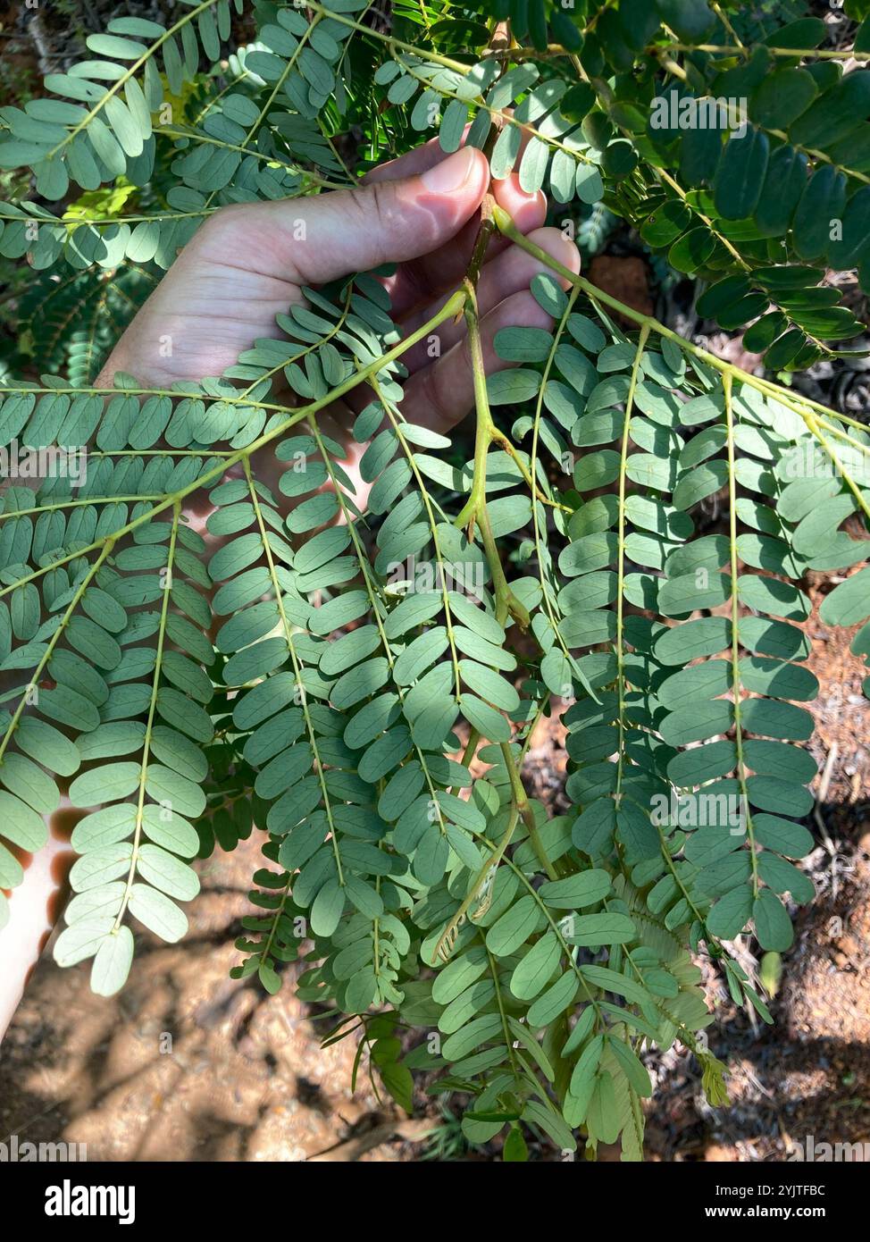 Yellow Flame Tree (Peltophorum pterocarpum Stock Photo - Alamy